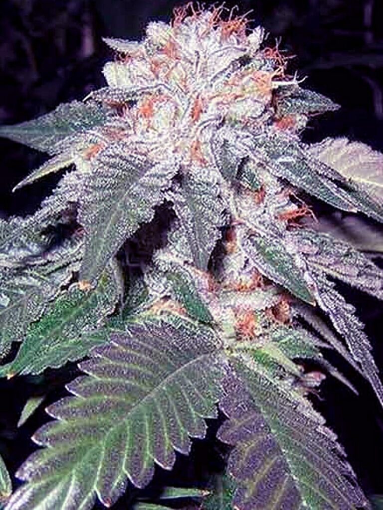 Buy Julius Caesar Feminised Seeds by Cali Connection - Intl. Starseed ...
