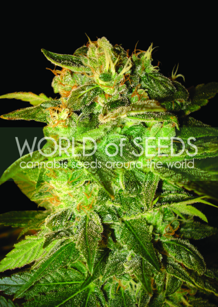Buy Sugar Mango Ryder Autoflowering Feminised Seeds by World of Seeds ...